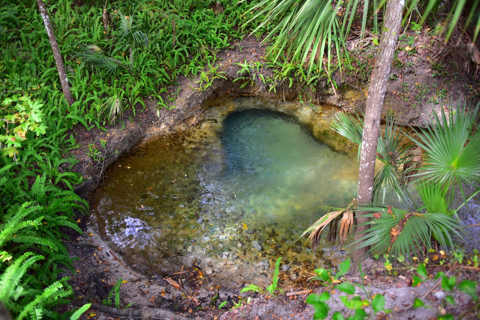Gemini Springs – West Volusia Audubon